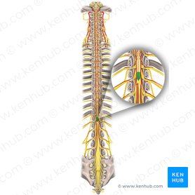 Medula espinal: Anatomia, meninges, vascularização | Kenhub