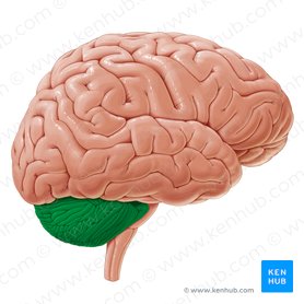 Lateral view of the brain: Anatomy and functions | Kenhub