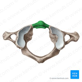 Anatomical structure of the atlas | Kenhub