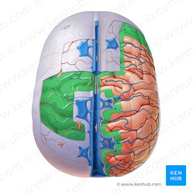 Central nervous system: Anatomy, structure, function | Kenhub