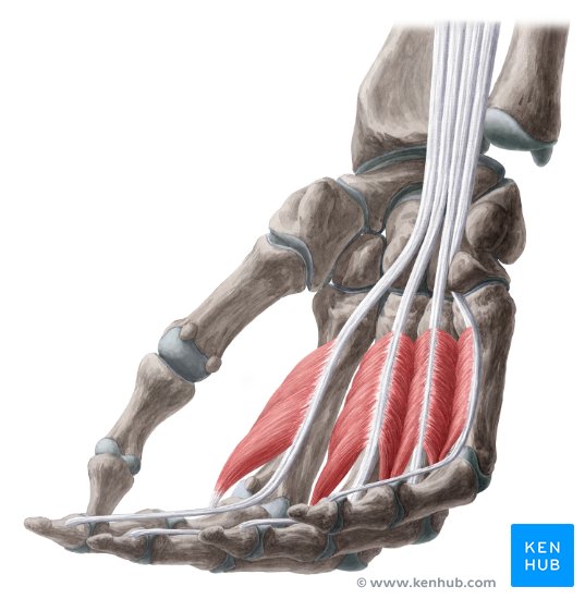 Lumbrical muscles of the hand: Anatomy and pathology | Kenhub