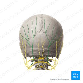 Occipital nerves: Origin, course and function | Kenhub