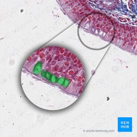 Goblet cells: Definition, location, function | Kenhub