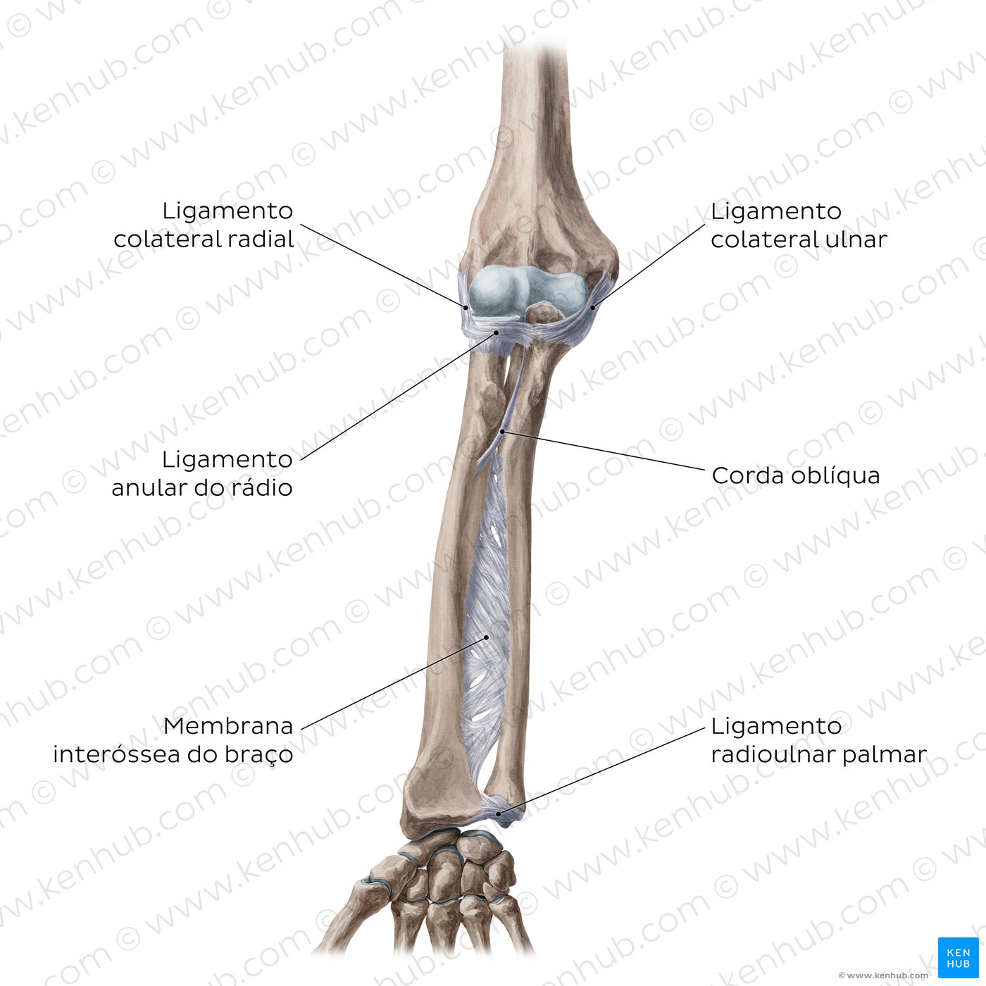 Antebraço e cotovelo: Anatomia, músculos, ossos | Kenhub