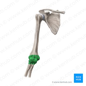 Hinge joint: Anatomy, classification and function | Kenhub