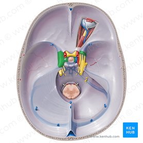 Cavernous sinus: Anatomy | Kenhub