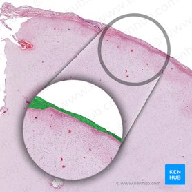 Perichondrium: Anatomical structure and function | Kenhub