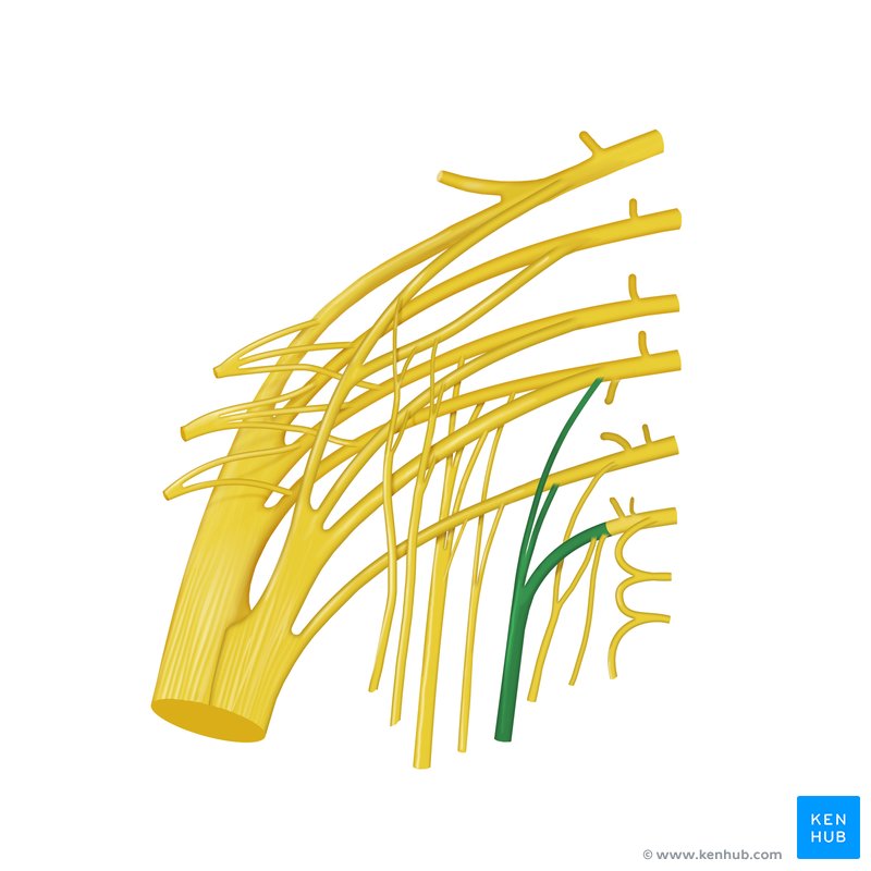 Nervio pudendo: origen, trayecto y función | Kenhub