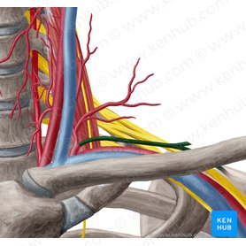 Subclavius muscle: Anatomy, innervation and function | Kenhub