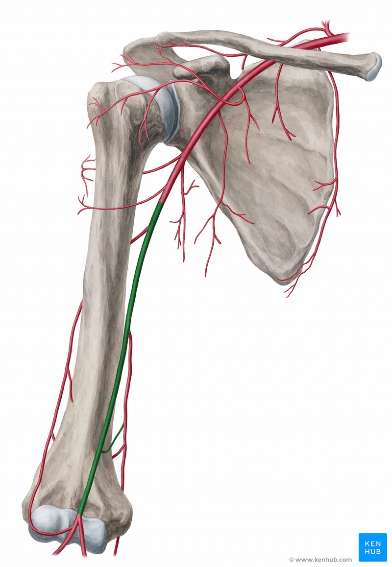 Radial Artery Anatomy And Clinical Notes Kenhub Radial Artery