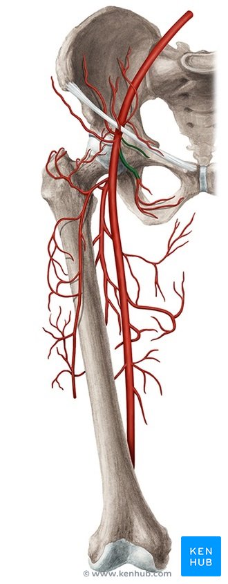 Arteriae pudendae externae - Anatomie, Verlauf und Äste | Kenhub