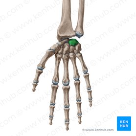 Hand - Anatomie, Aufbau & Funktion | Kenhub