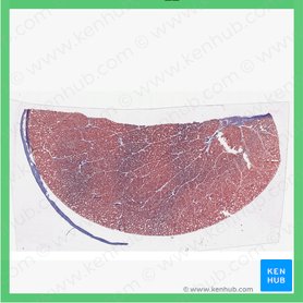 Testes: Anatomy, definition and diagram | Kenhub