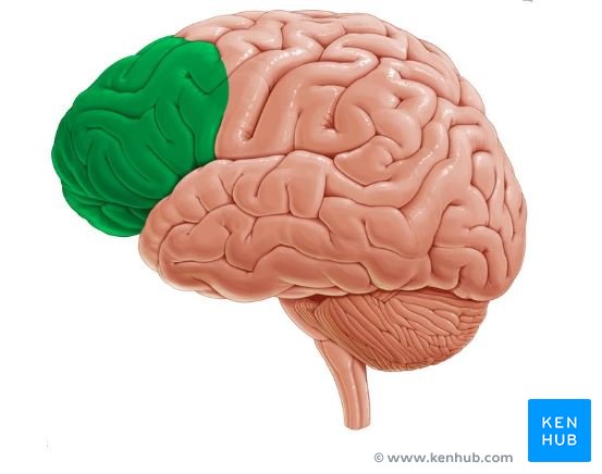 Präfrontaler Kortex: Lage, Aufbau und Funktion | Kenhub