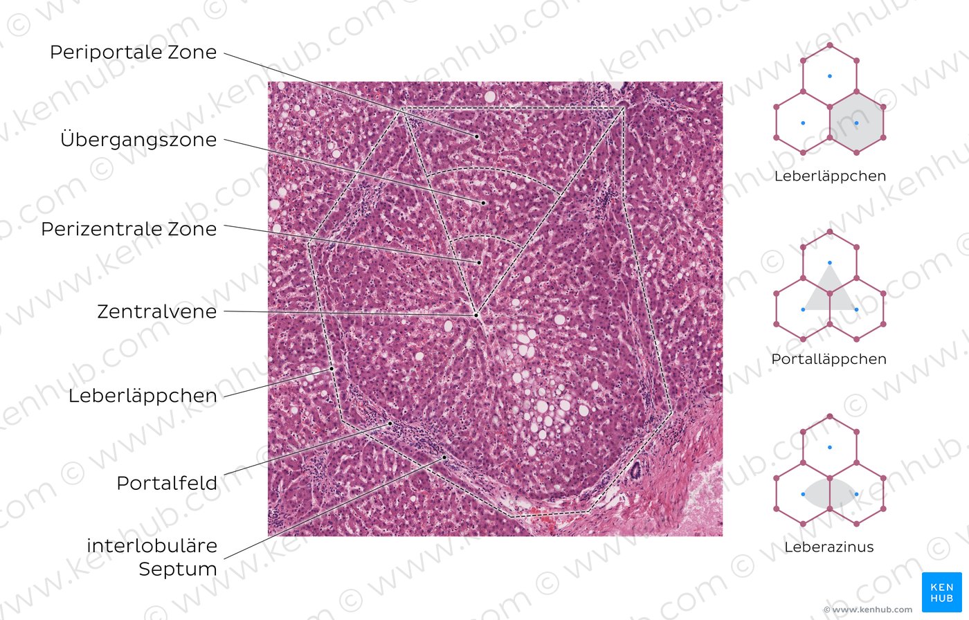 Leber (Hepar): Anatomie, Aufbau, Lage, Funktion | Kenhub