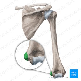 Humerus: Anatomy and clinical notes | Kenhub