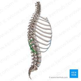 Rippen (Costae) – Anatomie, Aufbau, Gelenke und Bänder | Kenhub