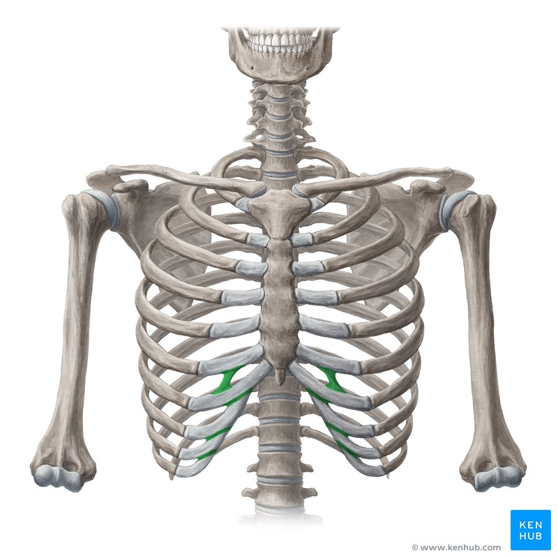 Interchondral joints: Anatomy, function | Kenhub