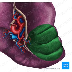 Milz (Splen) - Anatomie & Physiologie | Kenhub