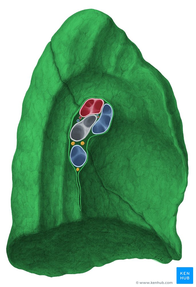 Embriologia do pulmão: Anatomia, artérias, inervação | Kenhub