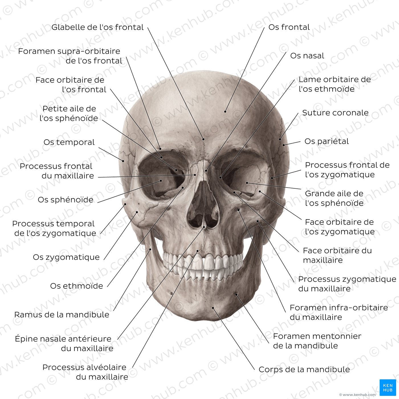 Apprenez L anatomie Du Cr ne Avec Des Quiz Et Des Sch mas Kenhub