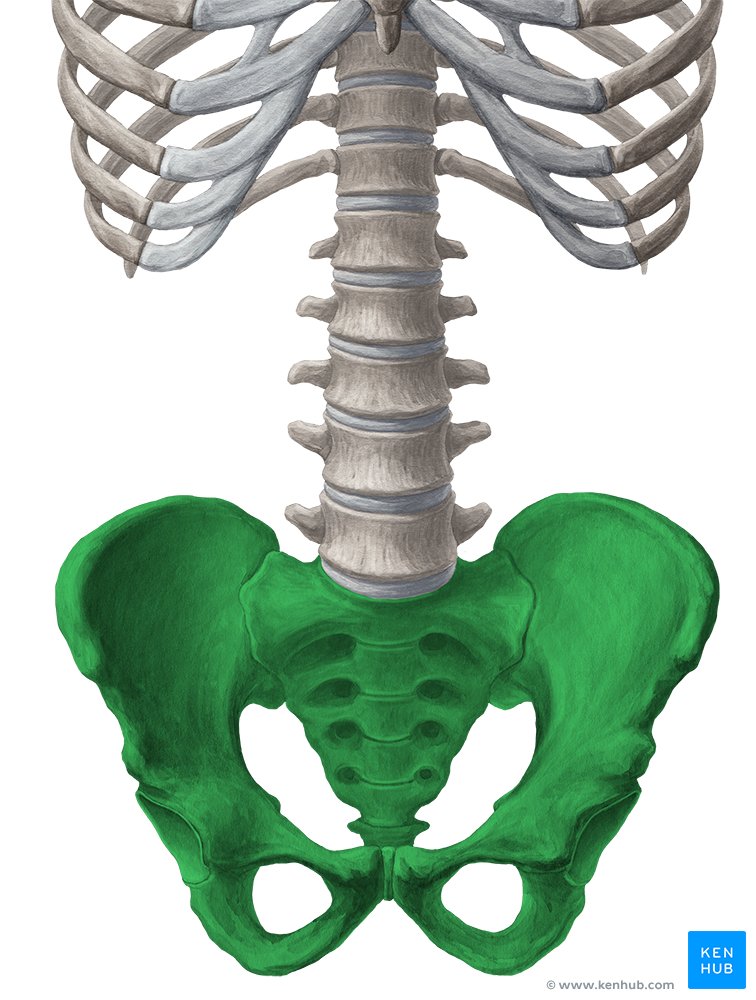 Pelve: Anatomia, ossos, ligamentos | Kenhub