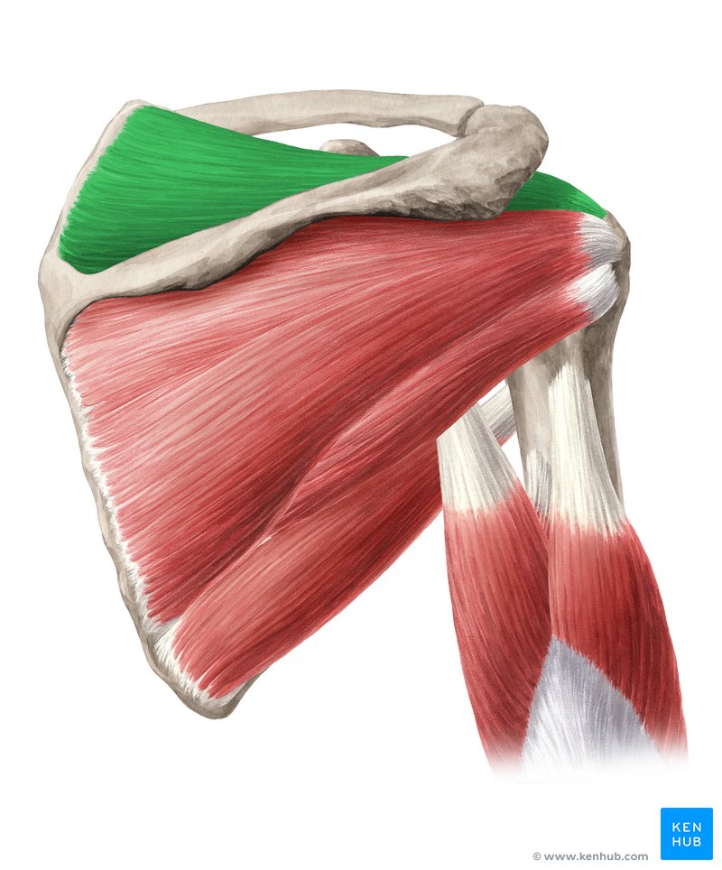 Supraspinatus: Origin, insertion, innervation, action | Kenhub