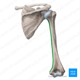 Humerus: Anatomy and clinical notes | Kenhub