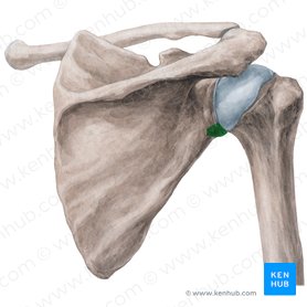 Triceps brachii muscle: Attachments, supply and functions | Kenhub