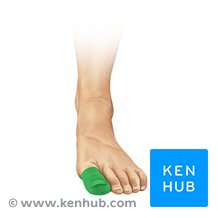 Großer Zeh: Anatomie, Aufbau und Funktion | Kenhub