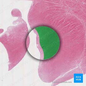 Myocardium: definition, structure and function | Kenhub