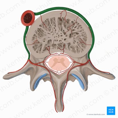 Lumbar arteries: Anatomy, branches, function | Kenhub