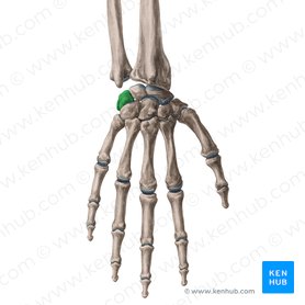 Carpal bones: Anatomy, relations and mnemonic | Kenhub