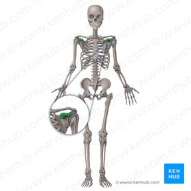 Coracoid process: Anatomy, attachments and location | Kenhub