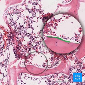 Osteoid: Anatomical structure and function | Kenhub