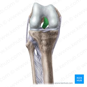 Tibia: Anatomy and clinical notes | Kenhub