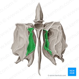 Nasal conchae: Anatomy, structure and function | Kenhub