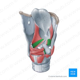 Thyroarytenoid: Origin, insertion, innervation, action | Kenhub
