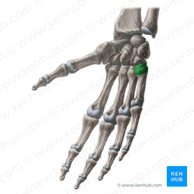Metacarpal bones: Anatomy, muscle attachment, joints | Kenhub