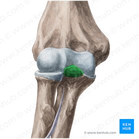 Coronoid process: Anatomy, location and function | Kenhub