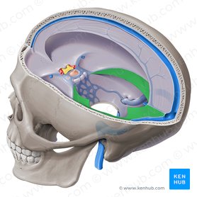 Tentorium cerebelli: Anatomy and function | Kenhub