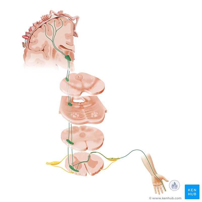 Pain pathways: physiology of pain and diagram | Kenhub