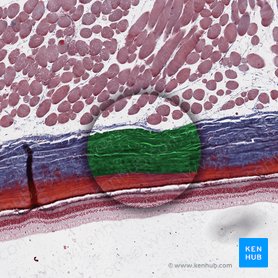Sclera: anatomy and function | Kenhub