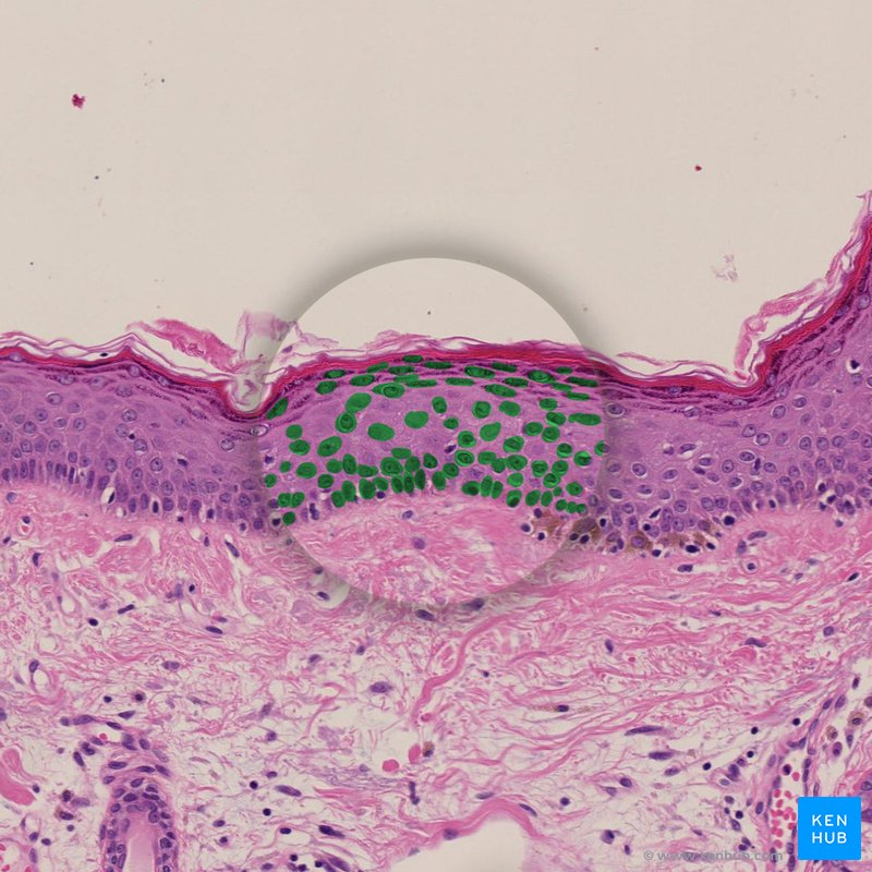 Anatomy and histology of keratinocytes | Kenhub