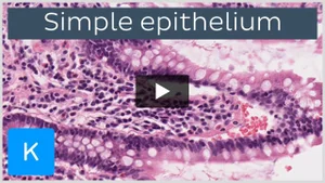 Simple Columnar Epithelium Microvilli
