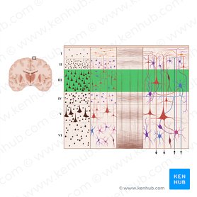 Cerebral cortex cytoarchitecture and layers | Kenhub