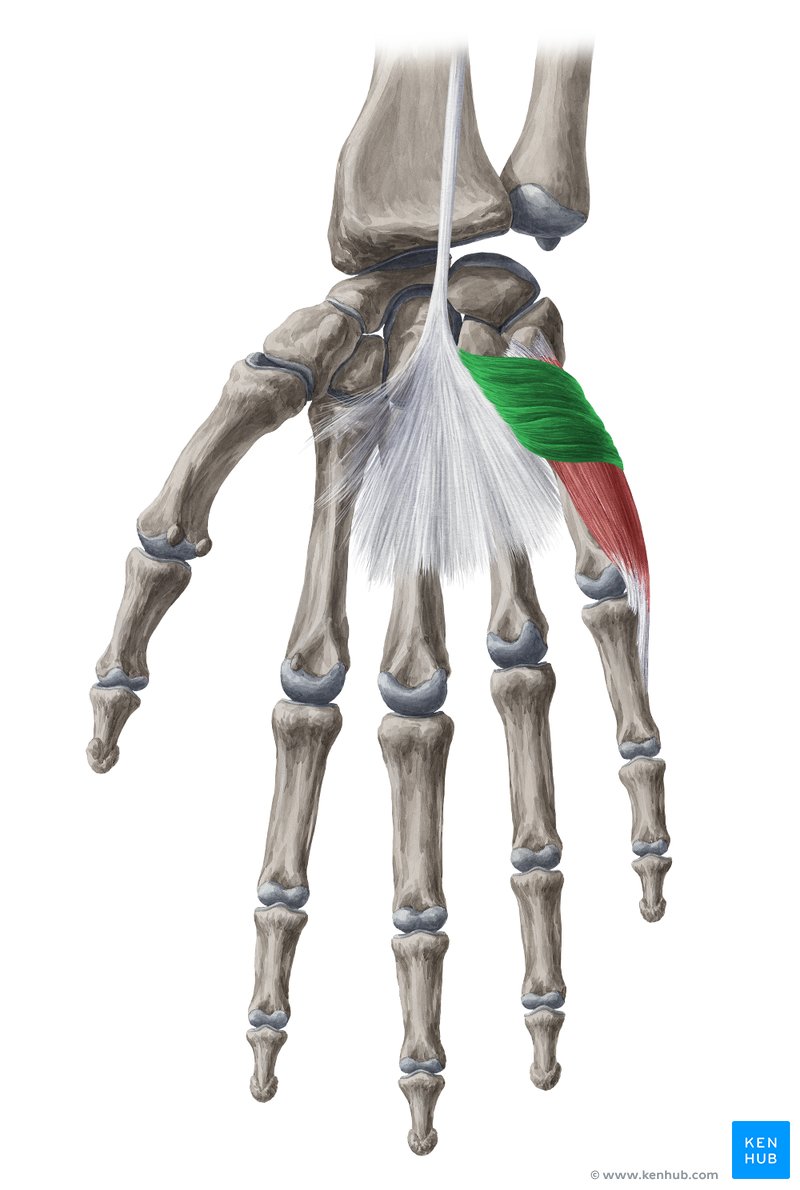 Musculus palmaris brevis - Anatomie, Funktion & Klinik | Kenhub