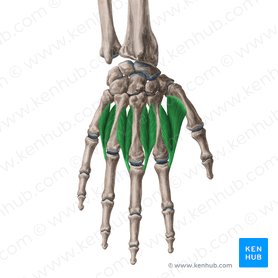 Dorsal interossei of hand: Anatomy and function | Kenhub