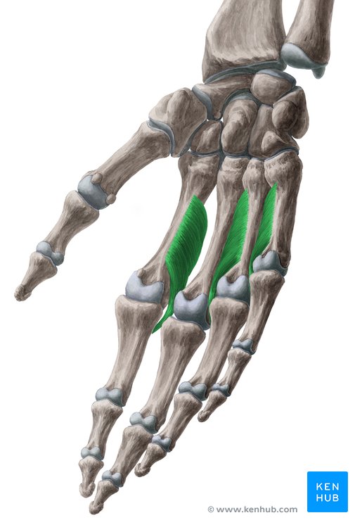 Musculi interossei palmares: Anatomie und Funktion | Kenhub