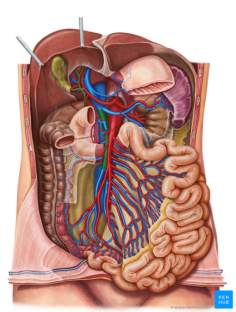 Vena mesenterica superior: Anatomie, Zuflüsse, Drainage | Kenhub
